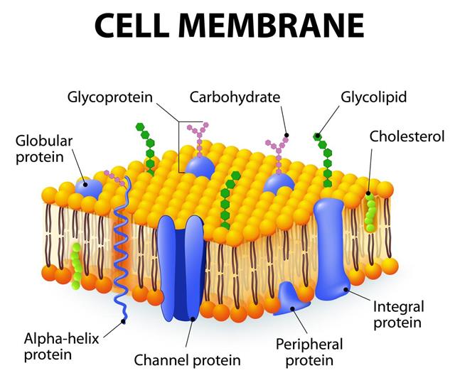 2024 AP Biology Ch 7 Cell Membrane & Transport 11th - 12th Grade ...