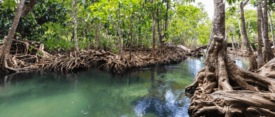 Ecology Unit Test Review 6th - 8th Grade Flashcard | Wayground