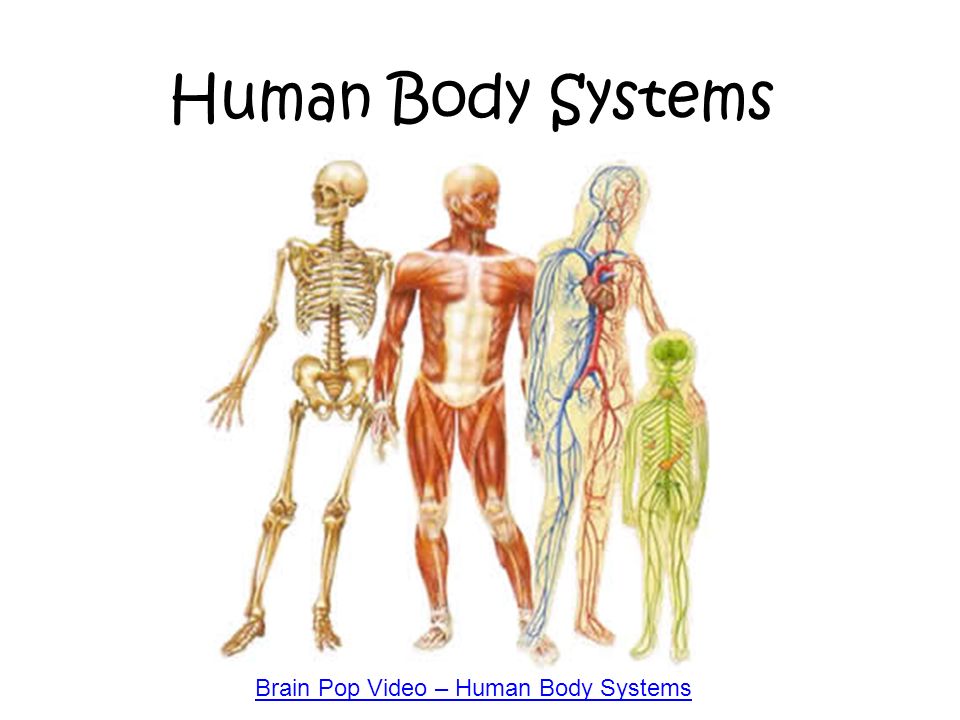 Human Body Systems Assessment 7th Grade Flashcard | Wayground