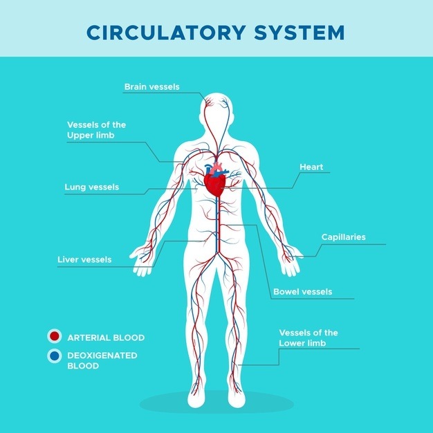 Spanish Circulatory System Flashcard 10th Grade Flashcard | Wayground ...