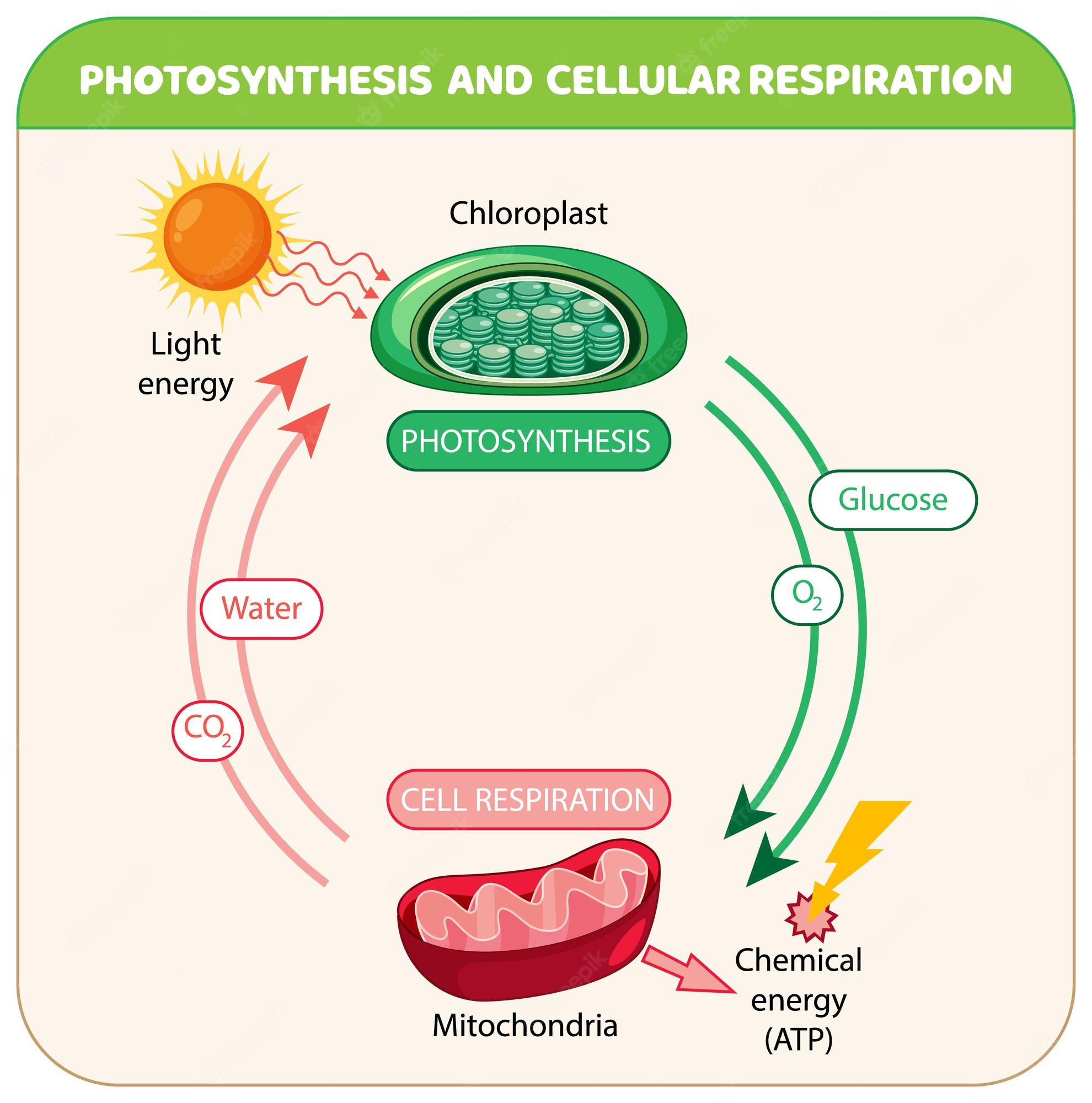 Photosynthesis/Cellular Respiration Quiz 9th Grade Quiz | Quizizz