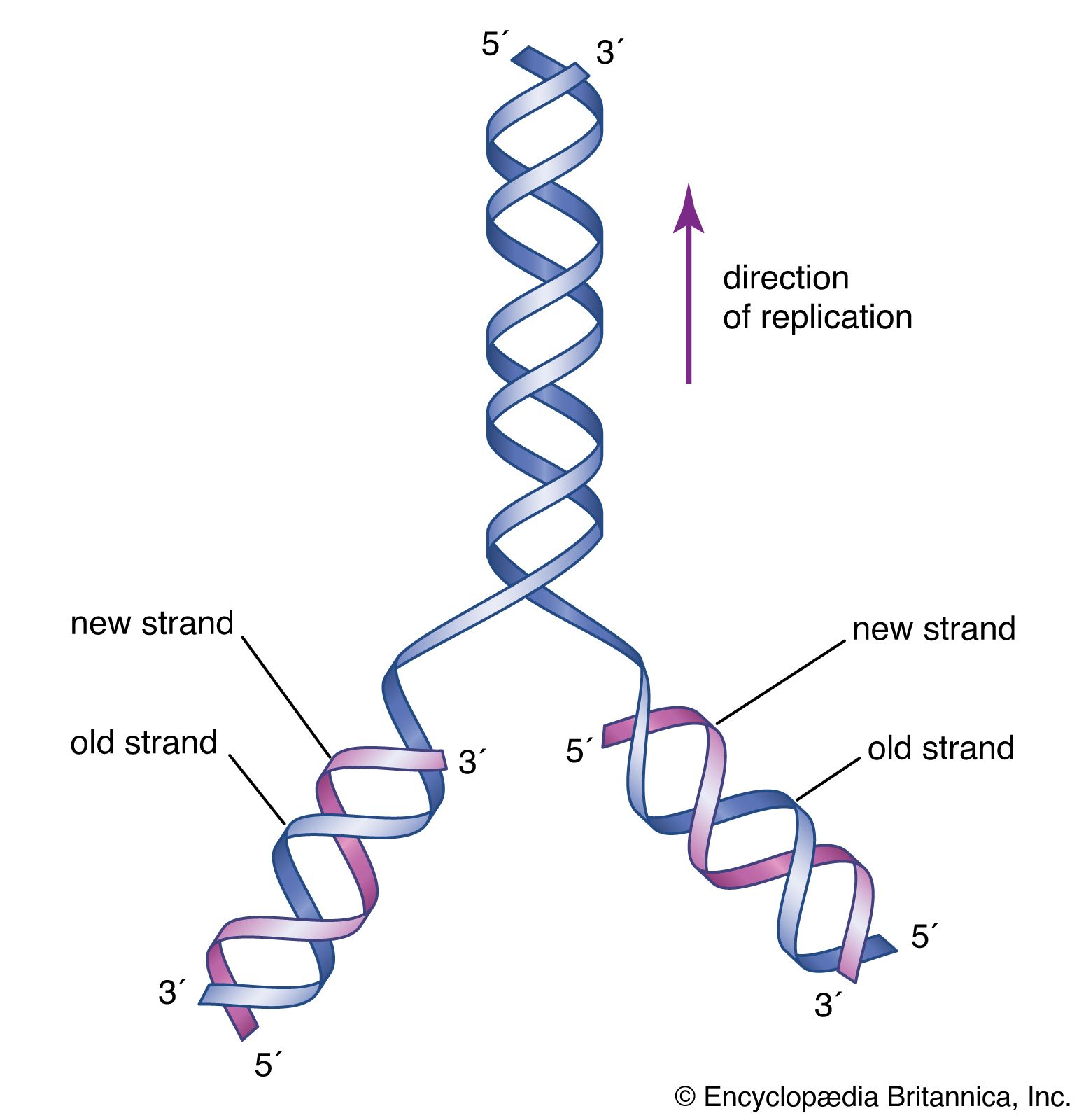 DNA Replication and Structure 9th Grade Quiz | Quizizz