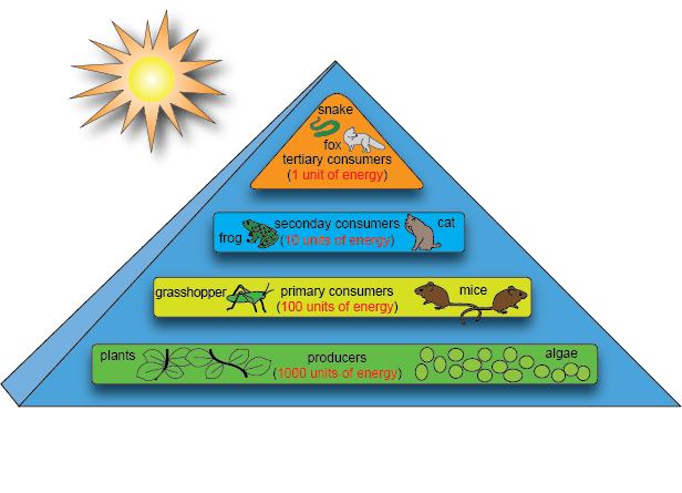 Energy Flow and Matter Cycling Quiz