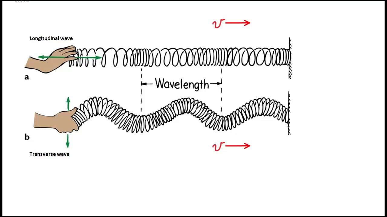Transverse and Longitudinal Waves 6th - 8th Grade Flashcard | Quizizz