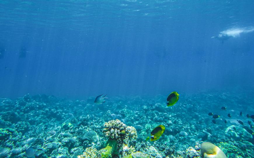 Marine Habitats Unit Review 9th - 12th Grade Flashcard | Wayground