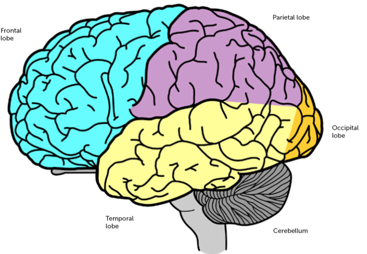 Brain anatomy test Flashcard