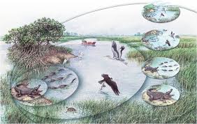 Ecosystem Interactions and Changes 3rd Grade Flashcard | Wayground ...