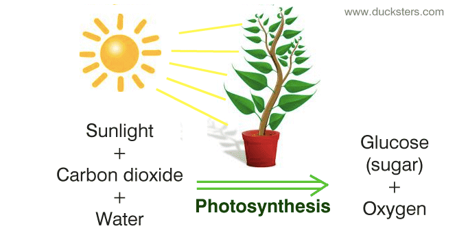 Photosynthesis 9th Grade Flashcard | Wayground