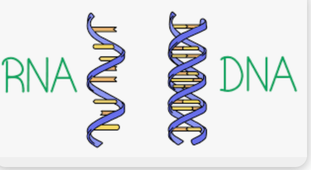DNA and RNA Components and Functions 9th Grade Flashcard | Quizizz