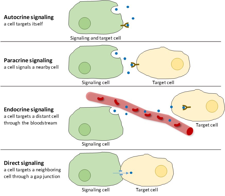 Cell Signaling and Regulation Concepts 10th Grade Quiz | Quizizz