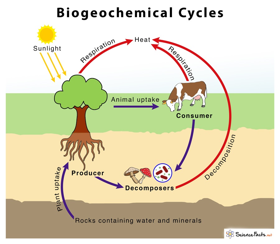 Biogeochemical Cycles Practice Test 9th Grade Flashcard | Wayground