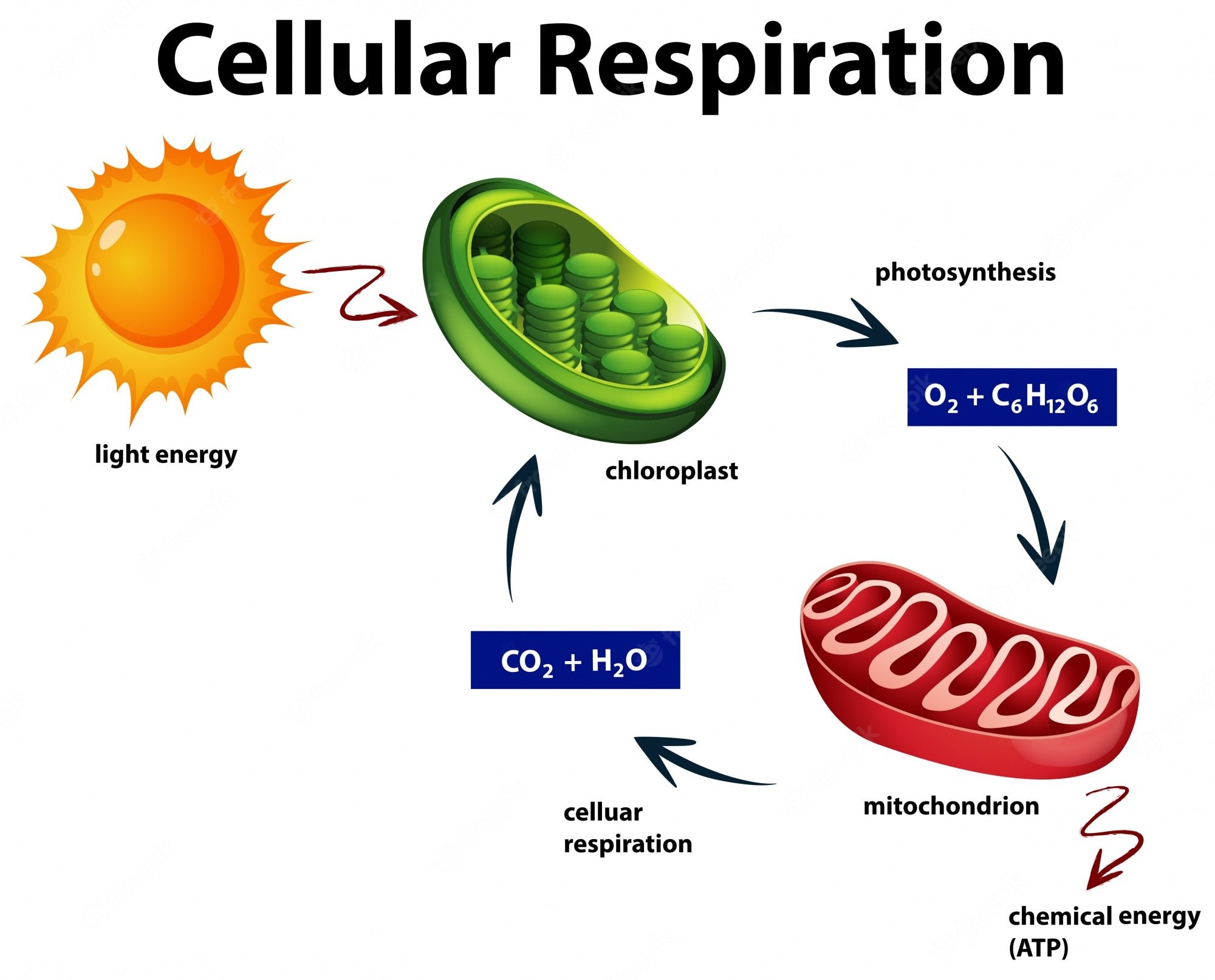 Cellular Respiration Flashcards