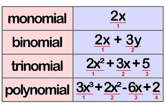 Polynomial Unit Review 11th Grade Flashcard | Wayground