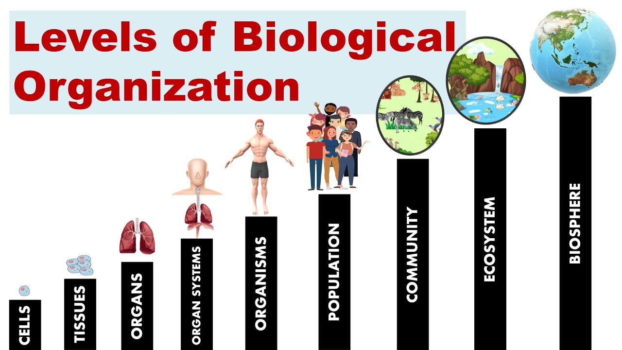 Levels of Biological Organization 6th - 8th Grade Flashcard | Wayground