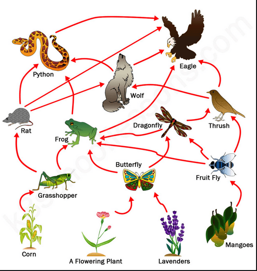 Food Chain Vocabulary 5th Grade Quiz | Quizizz
