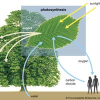 Photosynthesis Energy Flow 10th Grade Quiz | Quizizz