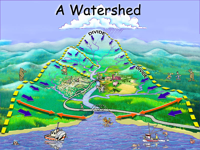 Understanding Watersheds 7th Grade Quiz | Wayground