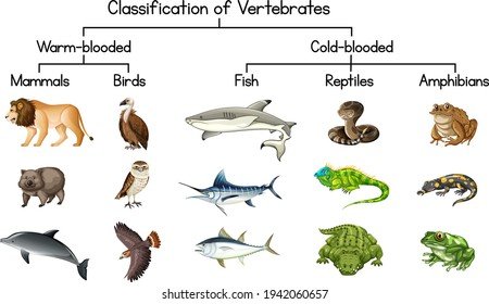 Vertebrates and Their Characteristics 6th Grade Flashcard | Quizizz