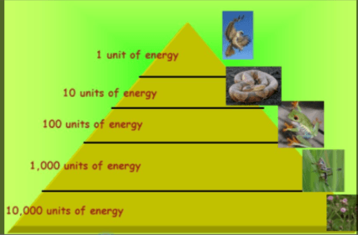 Photosynthesis and Cellular Respiration Vocabulary 6th Grade Flashcard ...