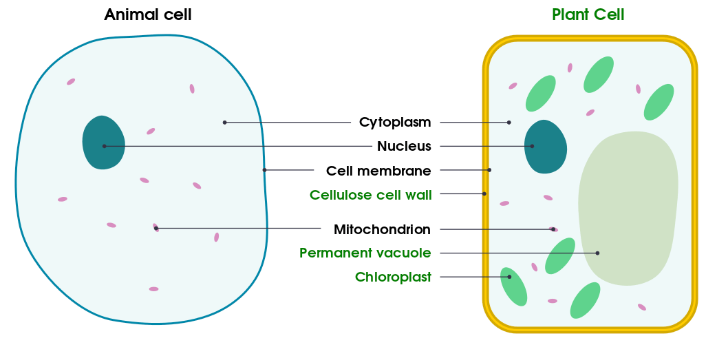 Cell Structure and Function 9th Grade Flashcard | Wayground (formerly Quizizz)