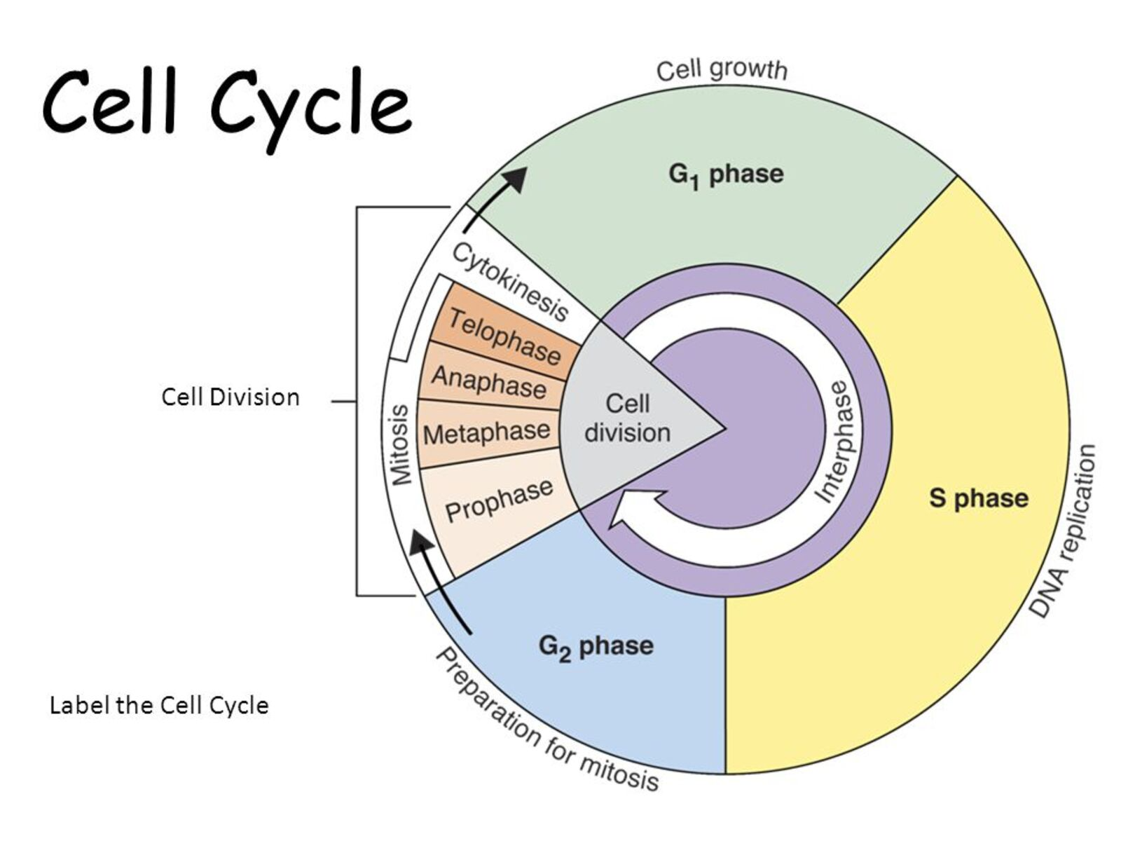 Cells Unit 10th Grade Flashcard | Quizizz