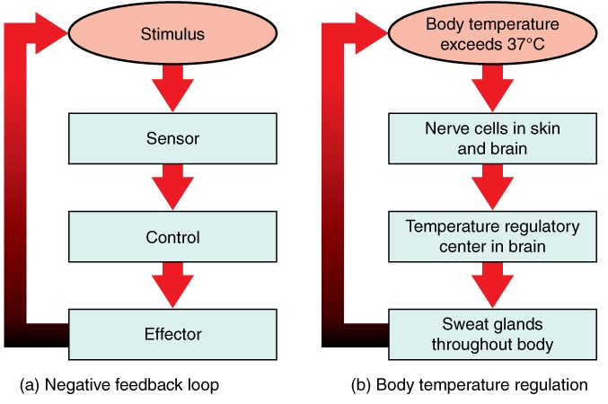 Homeostasis and Feedback 9th - 12th Grade Flashcard | Wayground ...