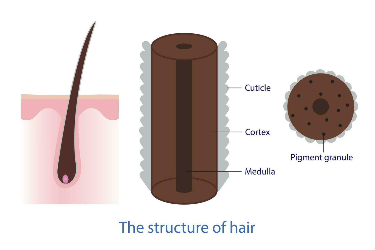 Hair Structure Flashcard Flashcard