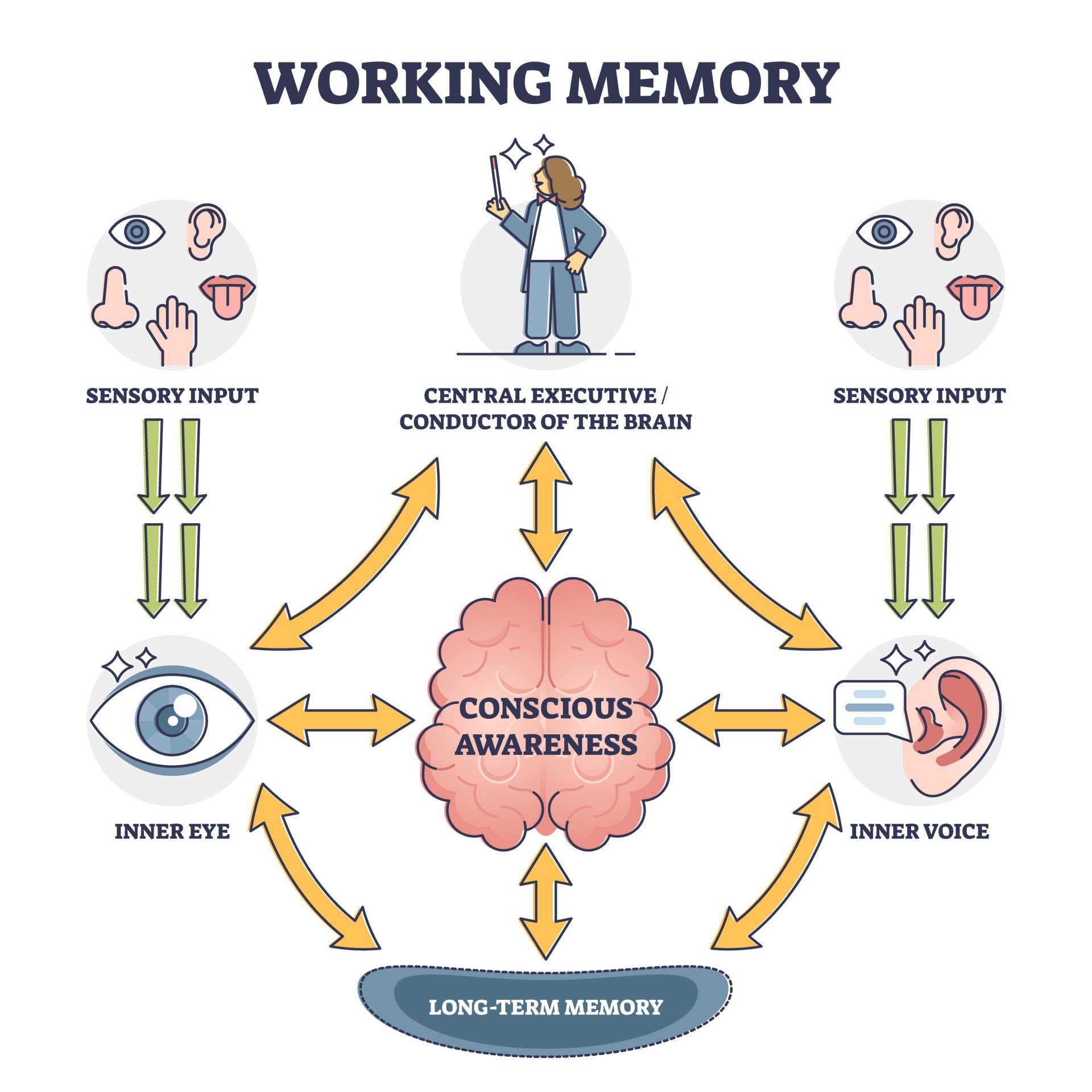 COGS 1 Working Memory Quiz University Quiz | Wayground