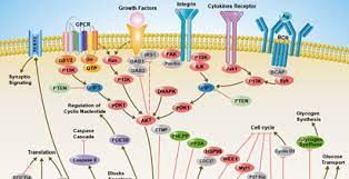 AP Bio Unit 4: Signal Transduction Pathways Flashcard 11th Grade ...