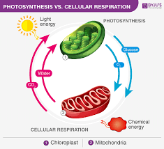 Cellular Respiration and Photosynthesis Quiz 7th Grade Quiz | Quizizz