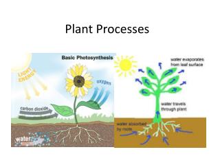 Plants Unit Test 7th Grade Flashcard | Quizizz