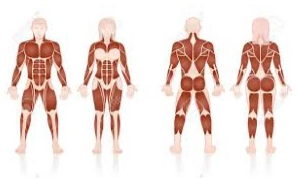Identifying Exercises for Muscle Groups 9th - 12th Grade Flashcard ...