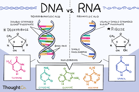 DNA and RNA Quiz 9th - 12th Grade Quiz | Quizizz