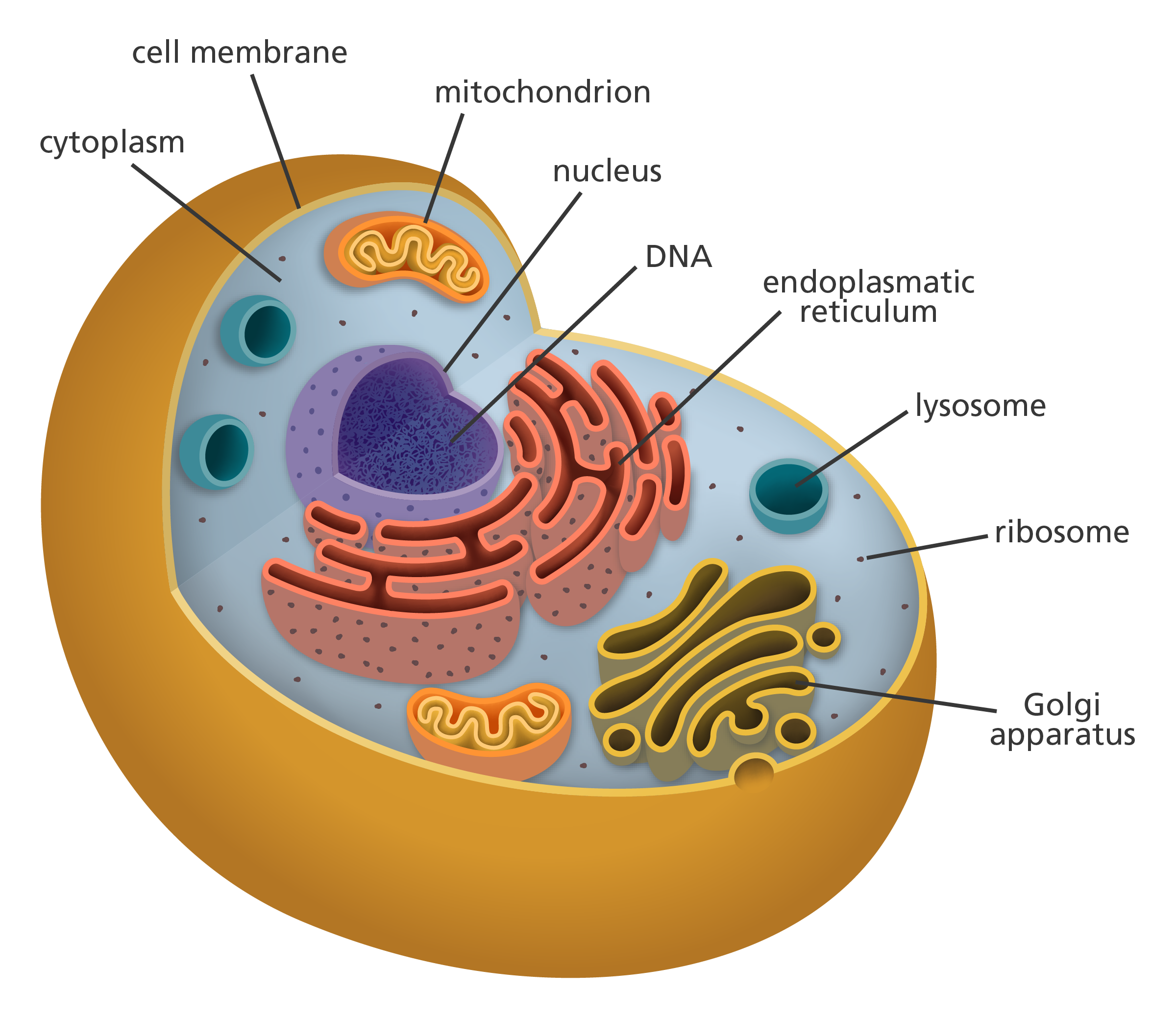 Cell Cycle Vocabulary 7th Grade Quiz | Quizizz