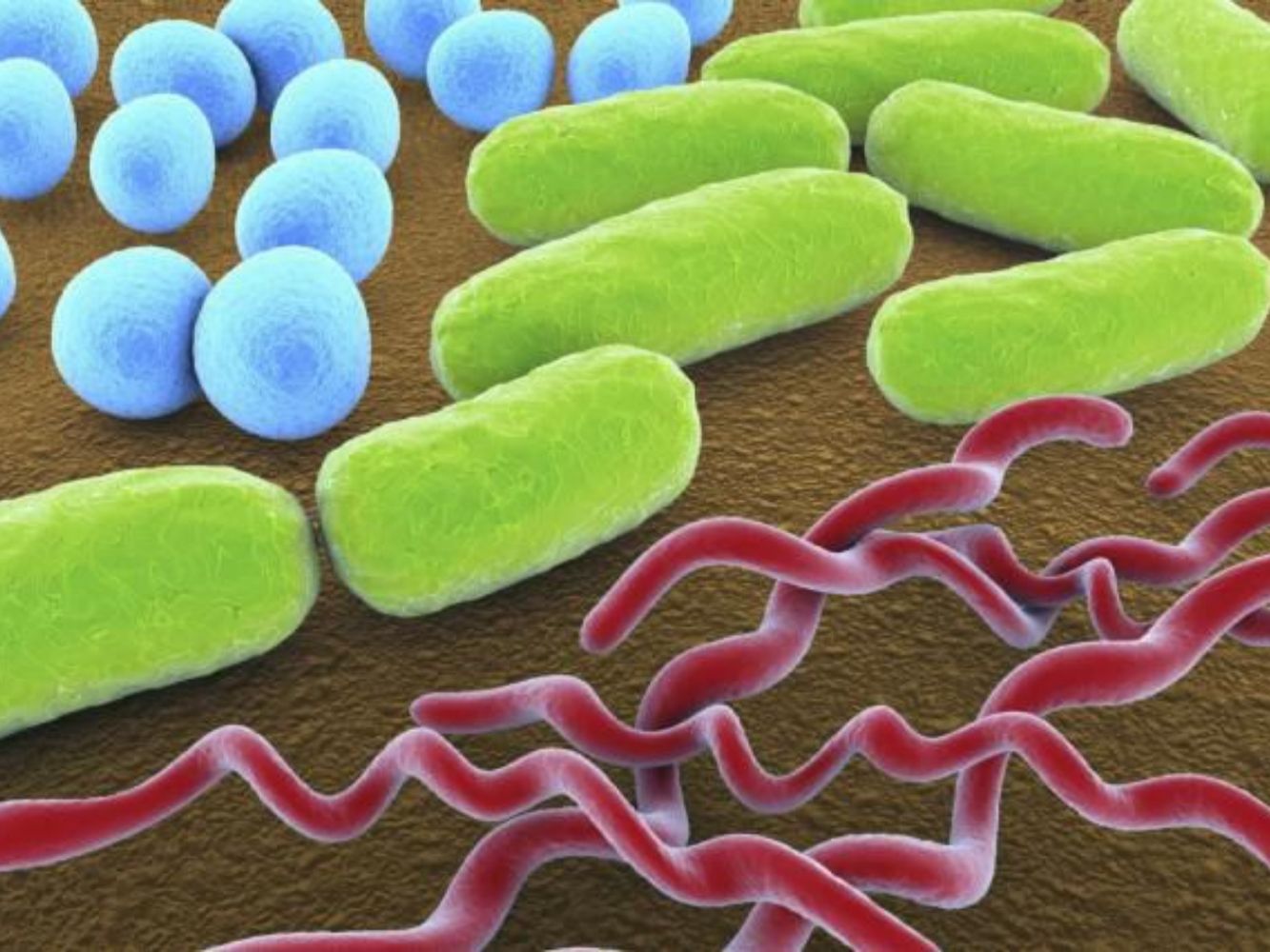 Bio Homework 22: Bacterial Cooperation 9th Grade Flashcard | Quizizz