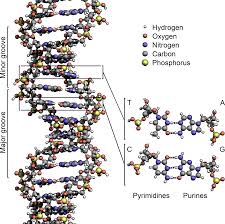 DNA basics 9th - 12th Grade Flashcard | Wayground